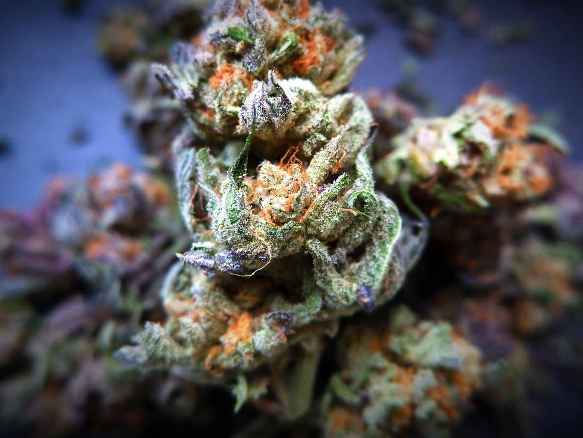 Runtz Photoperiod Seeds (3 Pack) - Simply Hemp Herbs & More